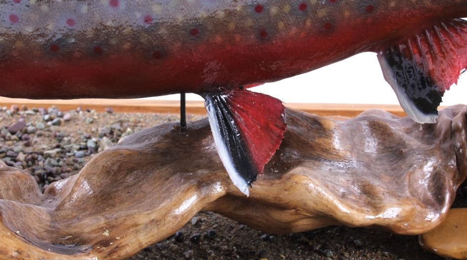 Montana Brook Trout Taxidermy Mount