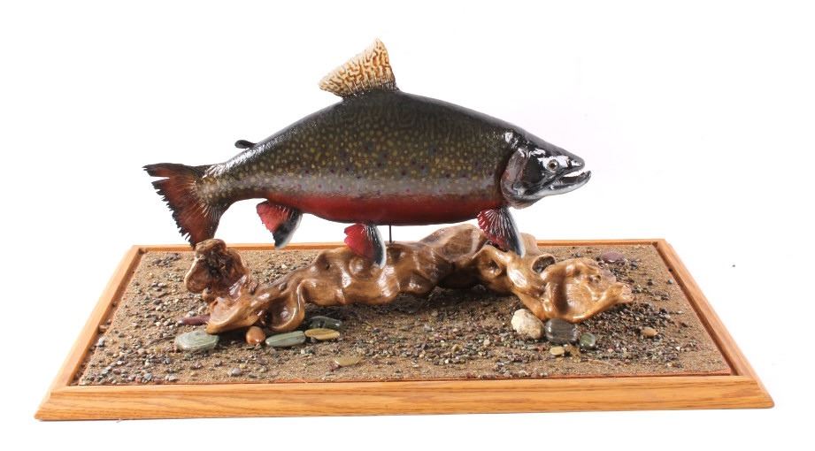 Montana Brook Trout Taxidermy Mount