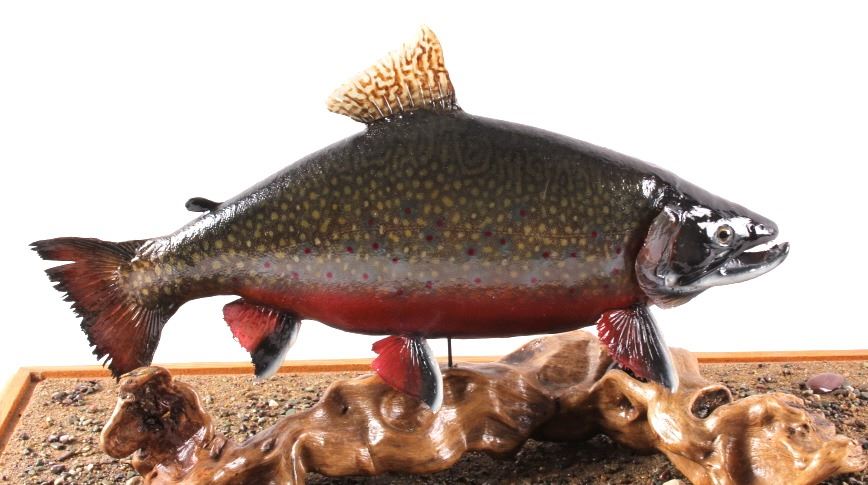 Montana Brook Trout Taxidermy Mount