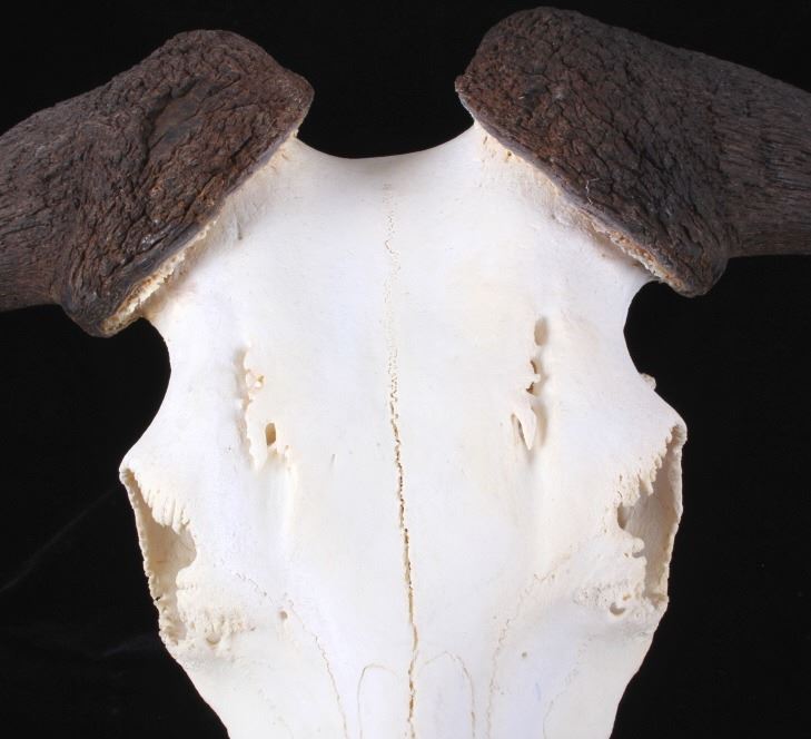 African Cape Buffalo Skull
