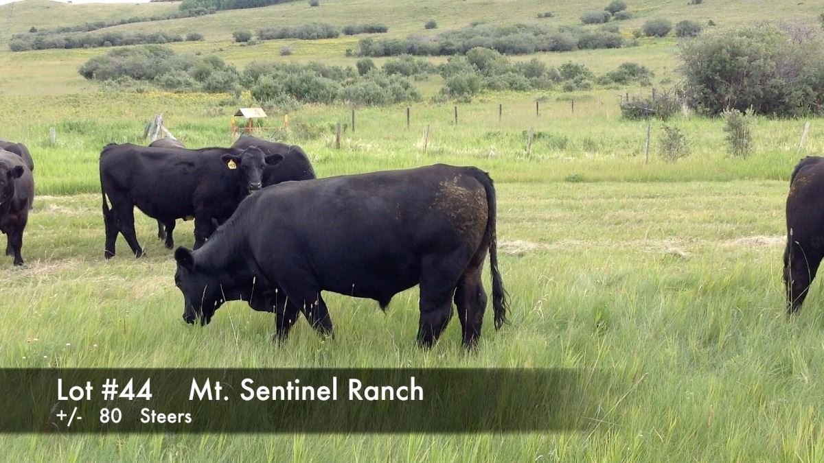 Mt. Sentinel Ranch +/- 75 Steers