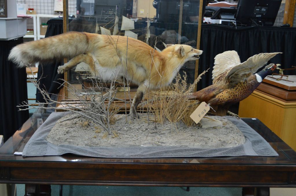 Large Mounted Fox Chasing a Pheasant, on simulated natural habitant ...