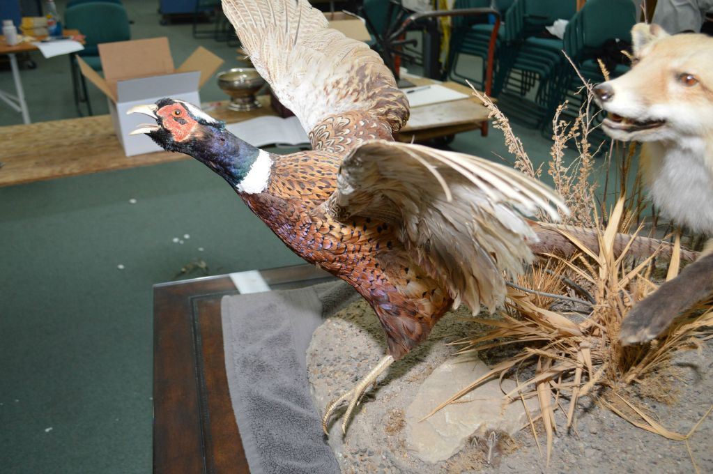 Large Mounted Fox Chasing a Pheasant, on simulated natural habitant ...