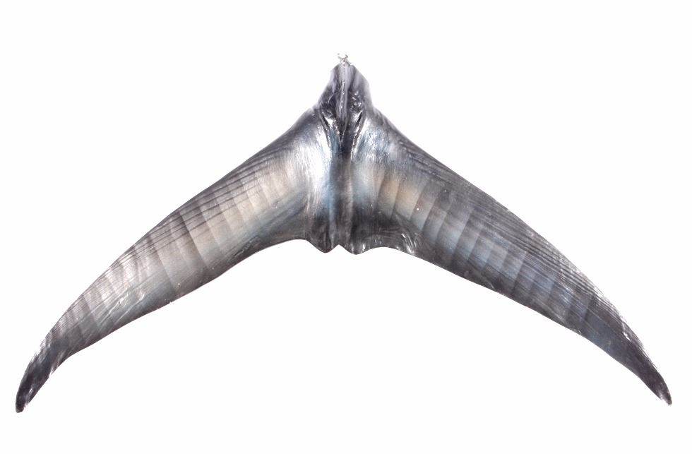 Trophy Blue Fin Tuna Tail Fluke Wall Mount