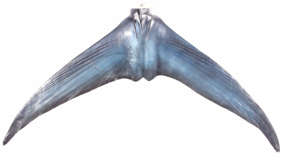 Trophy Blue Fin Tuna Tail Fluke Wall Mount