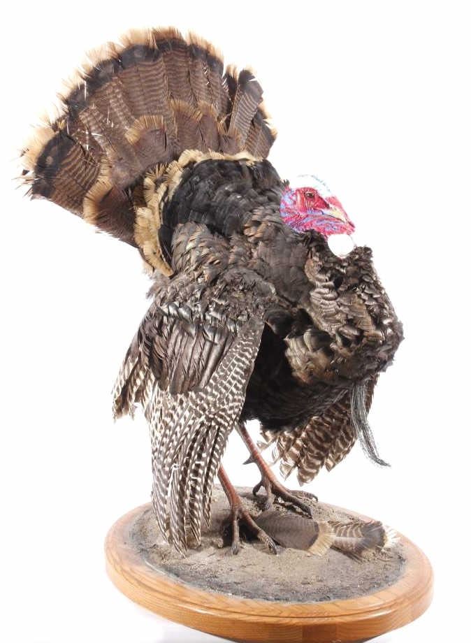 Trophy Tom Turkey Full Mount