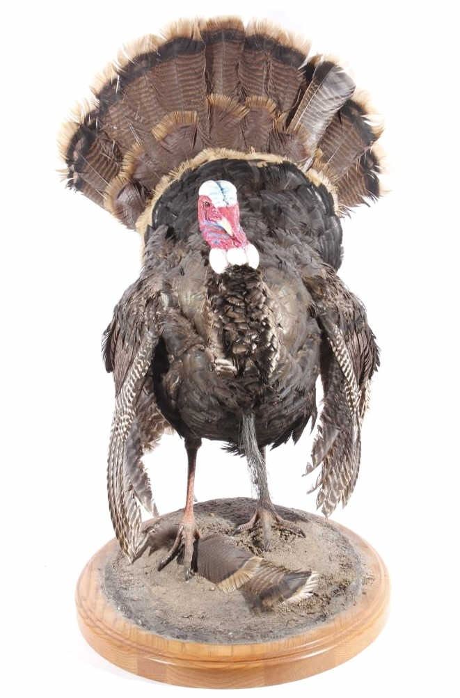 Trophy Tom Turkey Full Mount