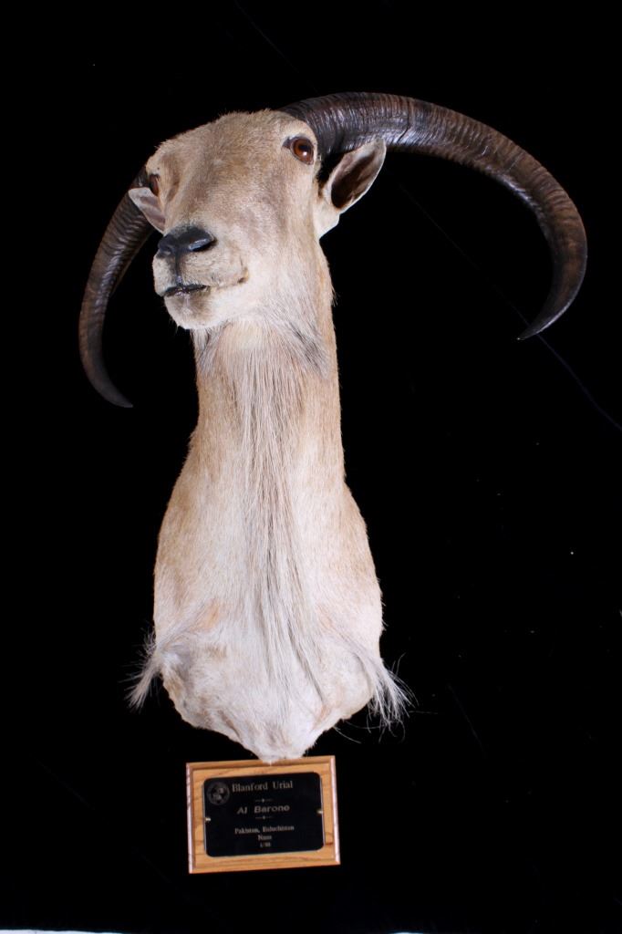 Trophy Blanford Urial Taxidermy Mount