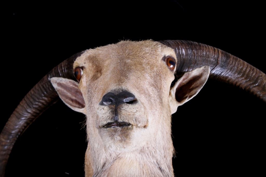 Trophy Blanford Urial Taxidermy Mount