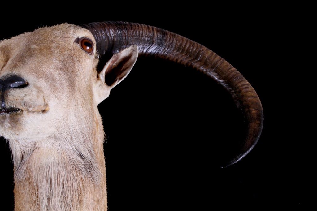 Trophy Blanford Urial Taxidermy Mount