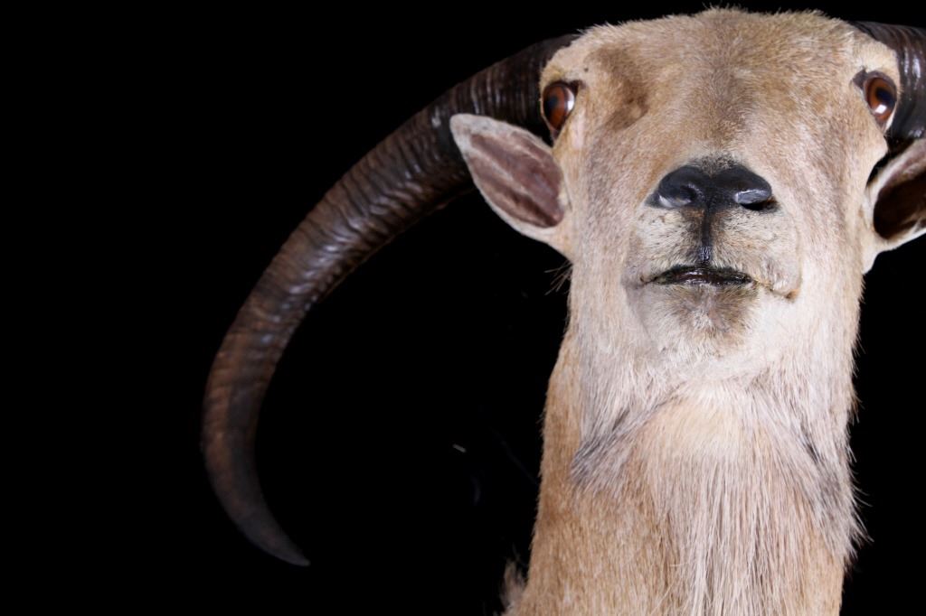 Trophy Blanford Urial Taxidermy Mount