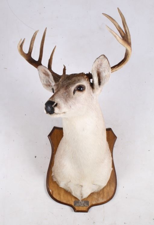 Texas Whitetail Deer Taxidermy Shoulder Mount