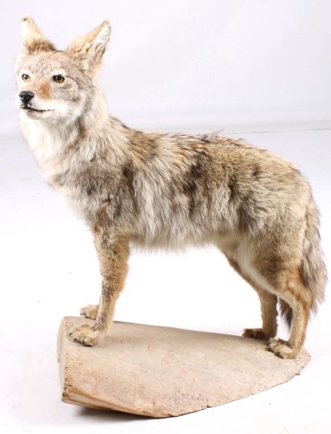 Montana Full Body Taxidermy Coyote Mount