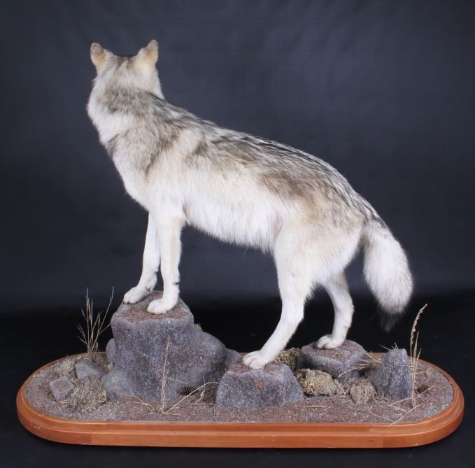 Taxidermy Full Body Trophy Wolf Mount