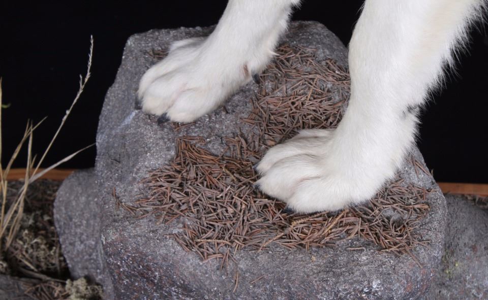 Taxidermy Full Body Trophy Wolf Mount