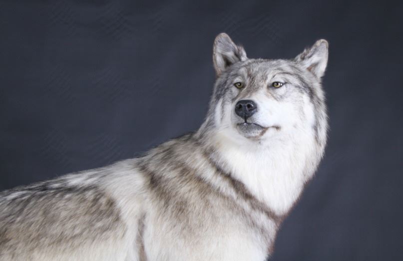 Taxidermy Full Body Trophy Wolf Mount