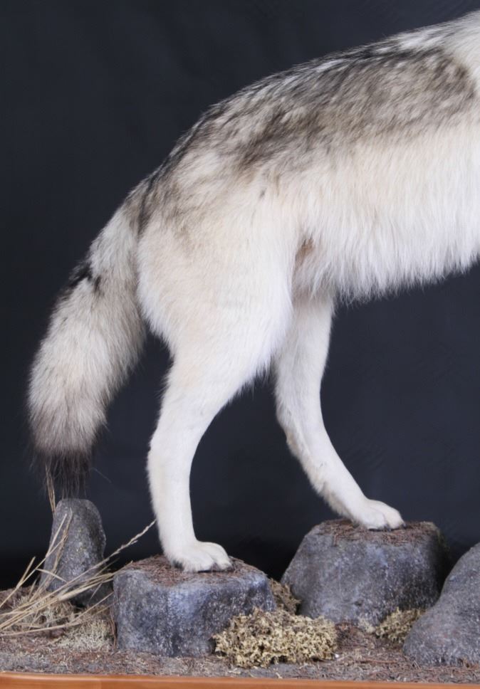 Taxidermy Full Body Trophy Wolf Mount