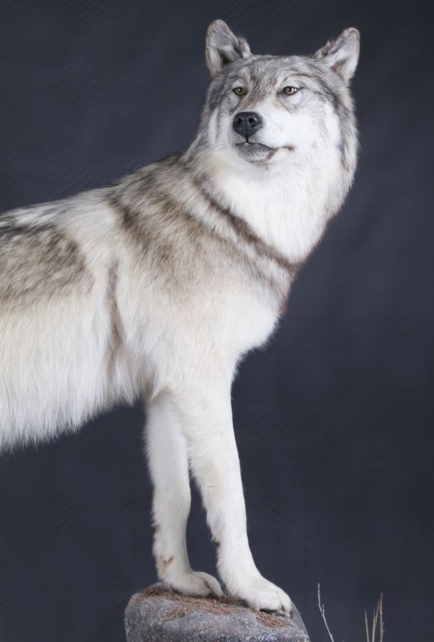 Taxidermy Full Body Trophy Wolf Mount