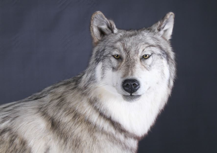 Taxidermy Full Body Trophy Wolf Mount