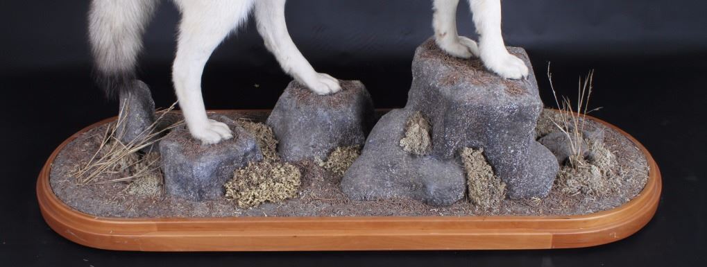 Taxidermy Full Body Trophy Wolf Mount