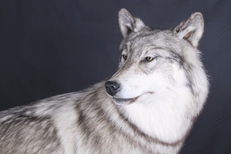 Taxidermy Full Body Trophy Wolf Mount