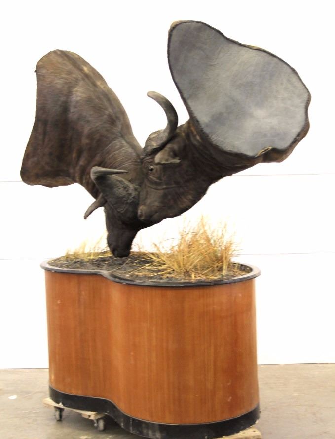 African Dueling Cape Buffalo Taxidermy Mount