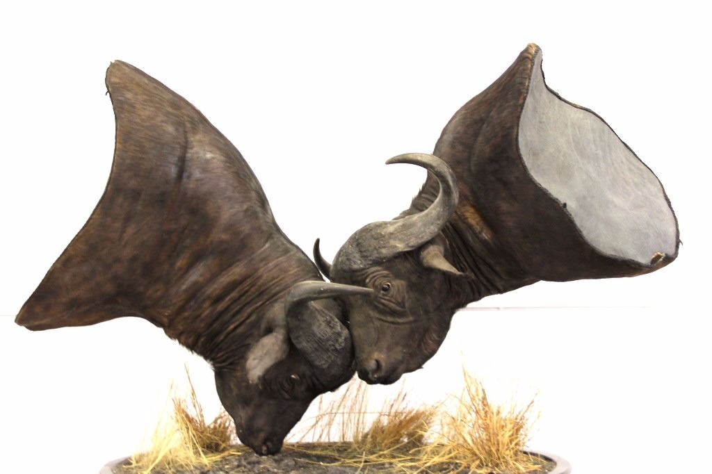 African Dueling Cape Buffalo Taxidermy Mount