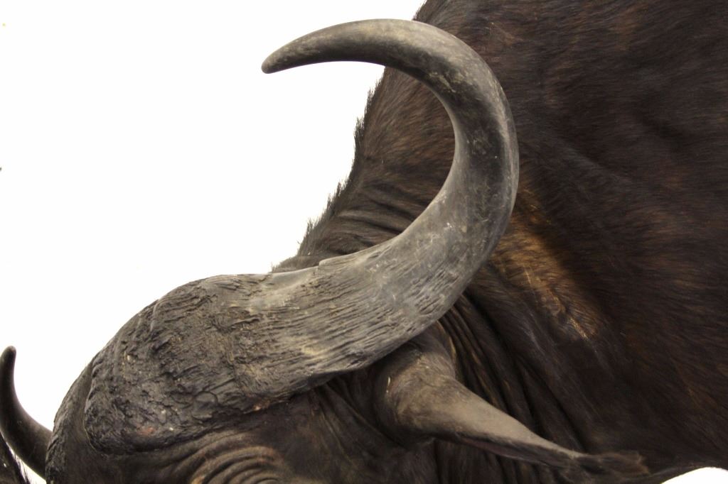 African Dueling Cape Buffalo Taxidermy Mount