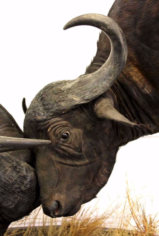 African Dueling Cape Buffalo Taxidermy Mount