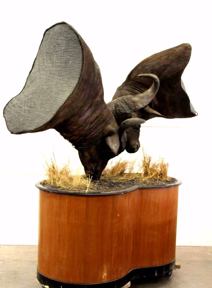 African Dueling Cape Buffalo Taxidermy Mount