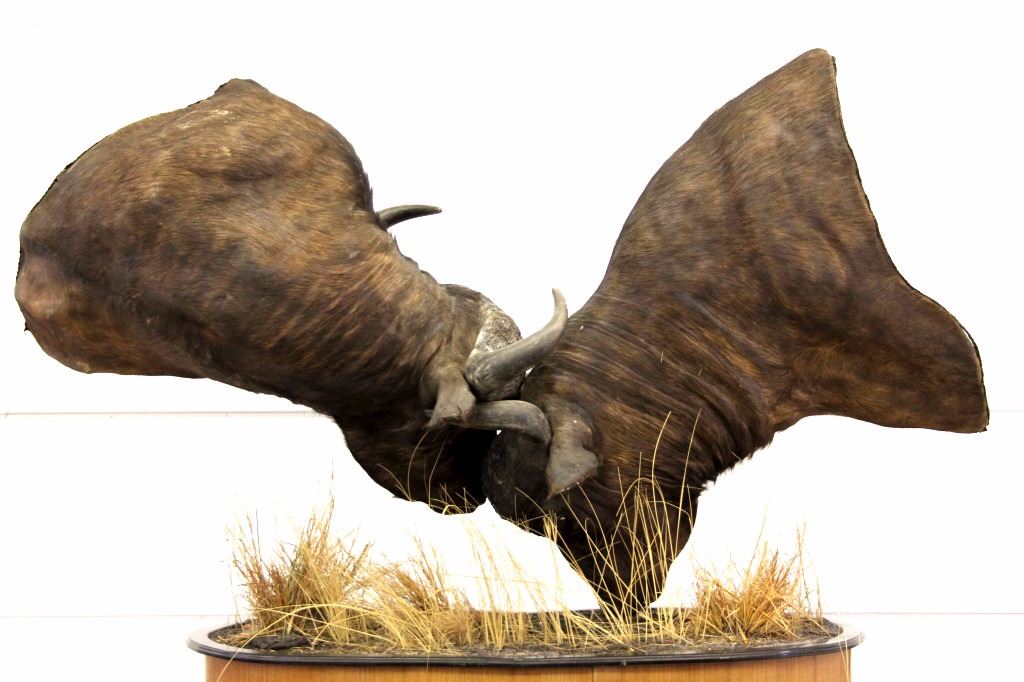 African Dueling Cape Buffalo Taxidermy Mount