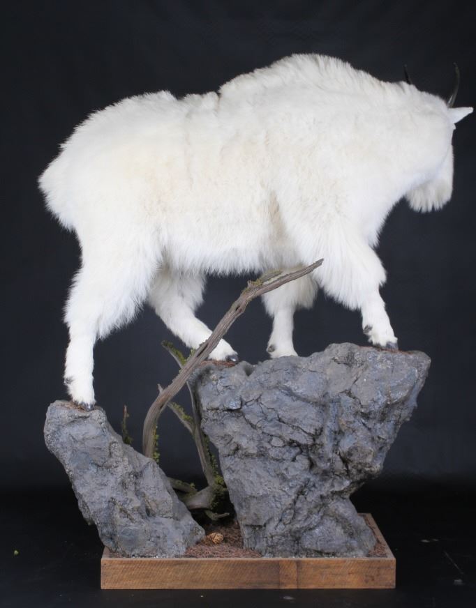 Full Body Trophy Mountain Goat Taxidermy Mount