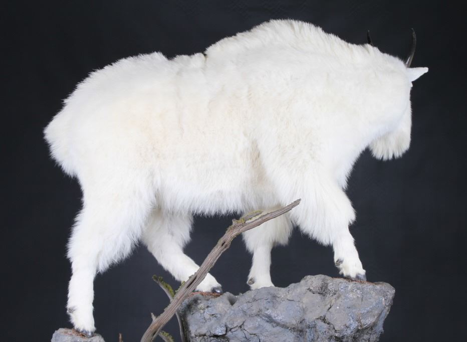 Full Body Trophy Mountain Goat Taxidermy Mount