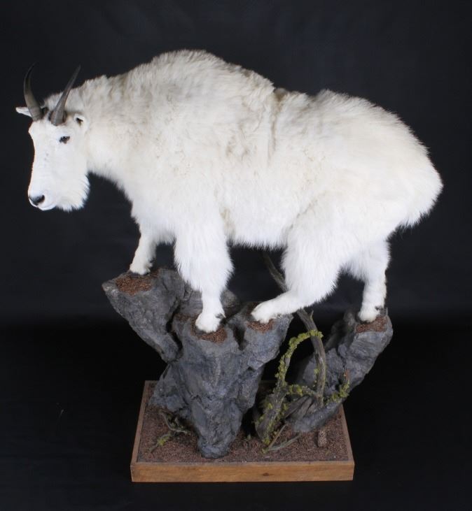 Full Body Trophy Mountain Goat Taxidermy Mount