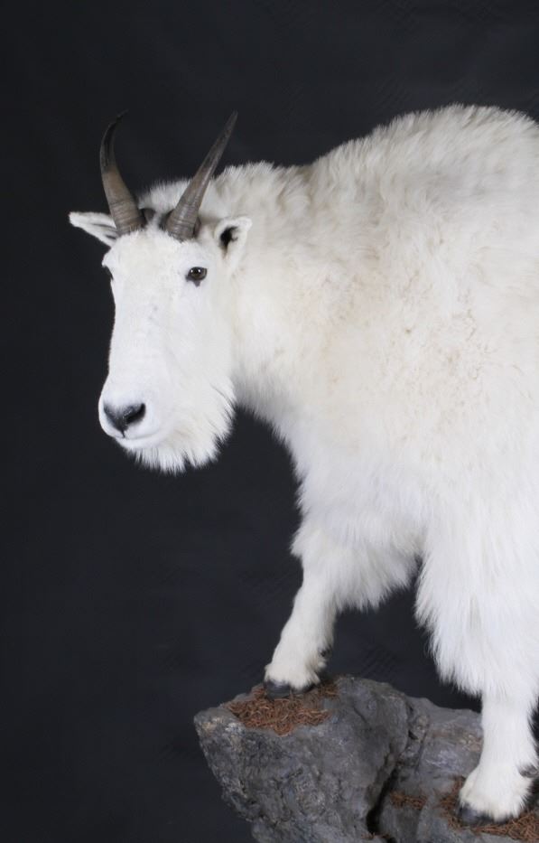 Full Body Trophy Mountain Goat Taxidermy Mount