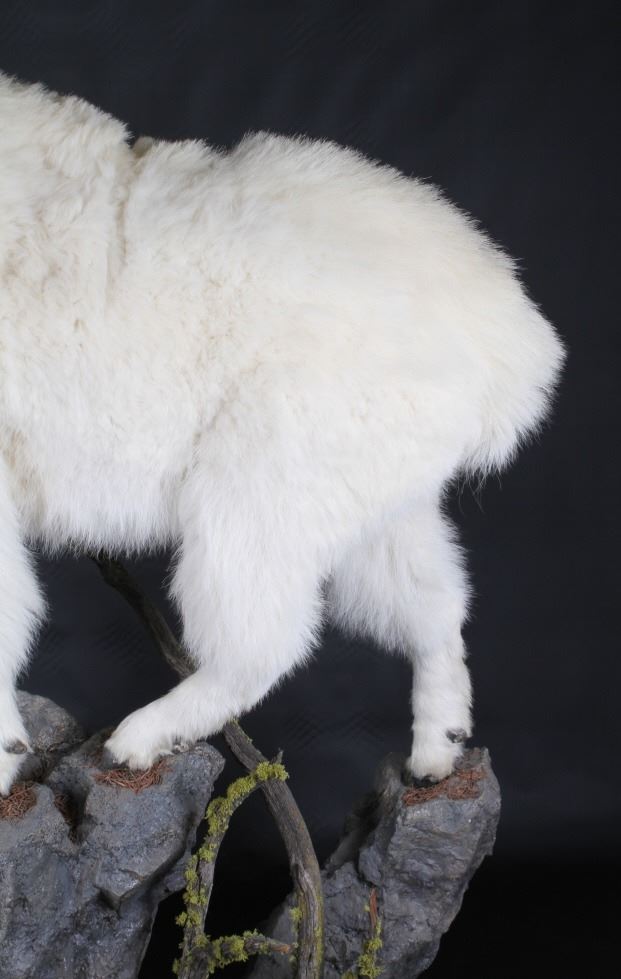 Full Body Trophy Mountain Goat Taxidermy Mount