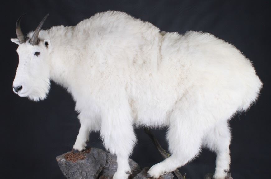 Full Body Trophy Mountain Goat Taxidermy Mount