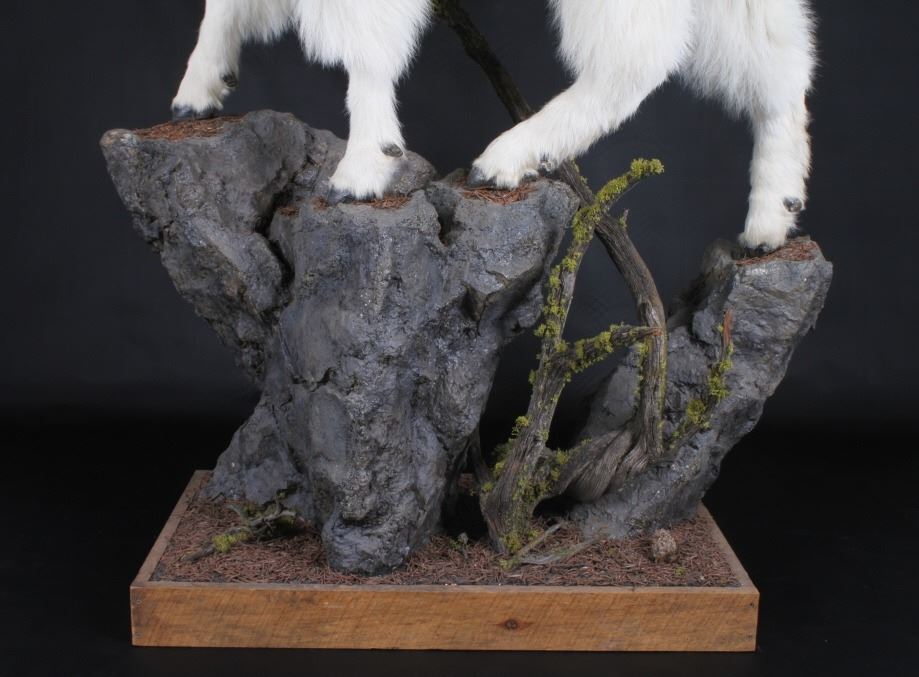 Full Body Trophy Mountain Goat Taxidermy Mount