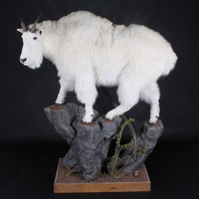 Full Body Trophy Mountain Goat Taxidermy Mount