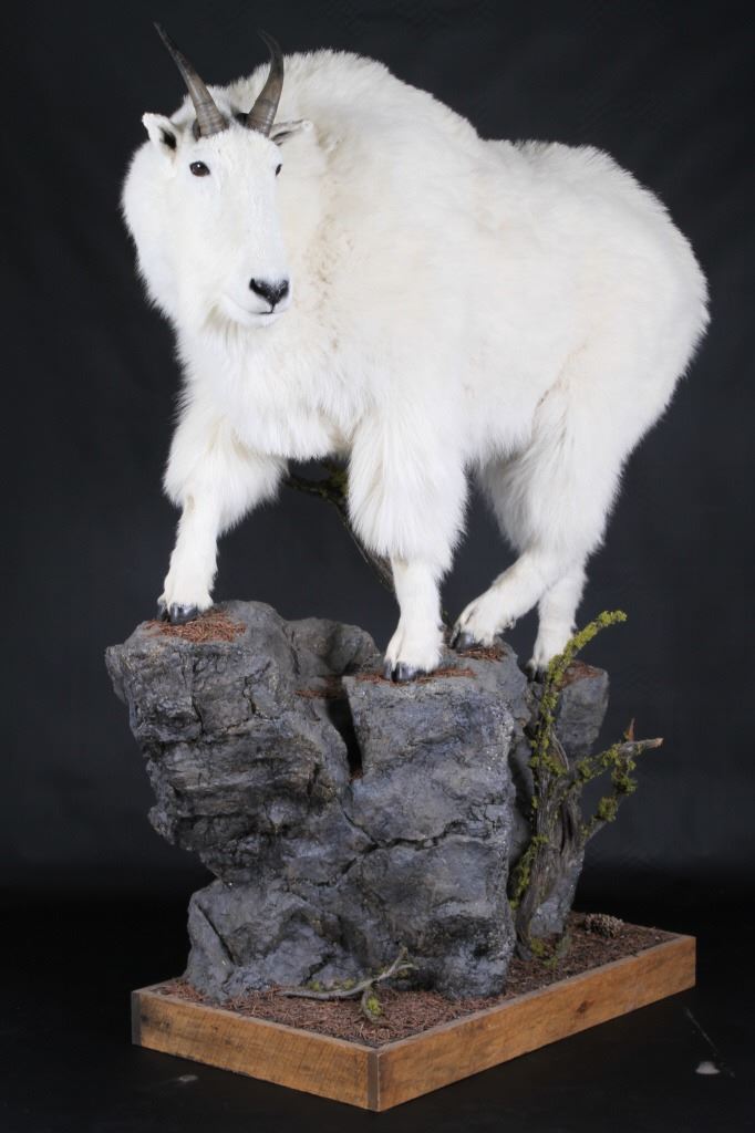 Full Body Trophy Mountain Goat Taxidermy Mount