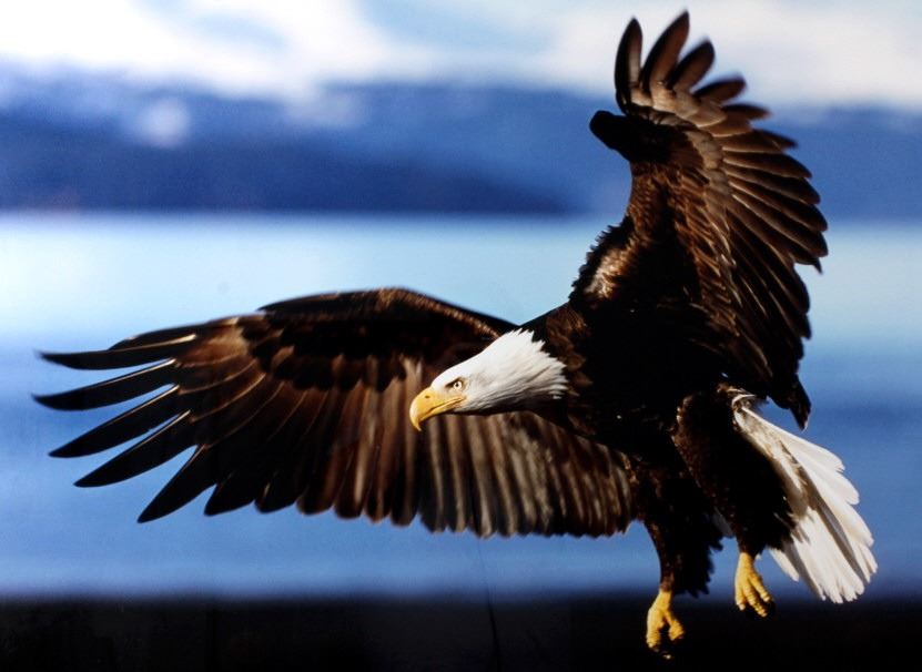 Original Thomas Mangelsen Framed Eagle Photograph