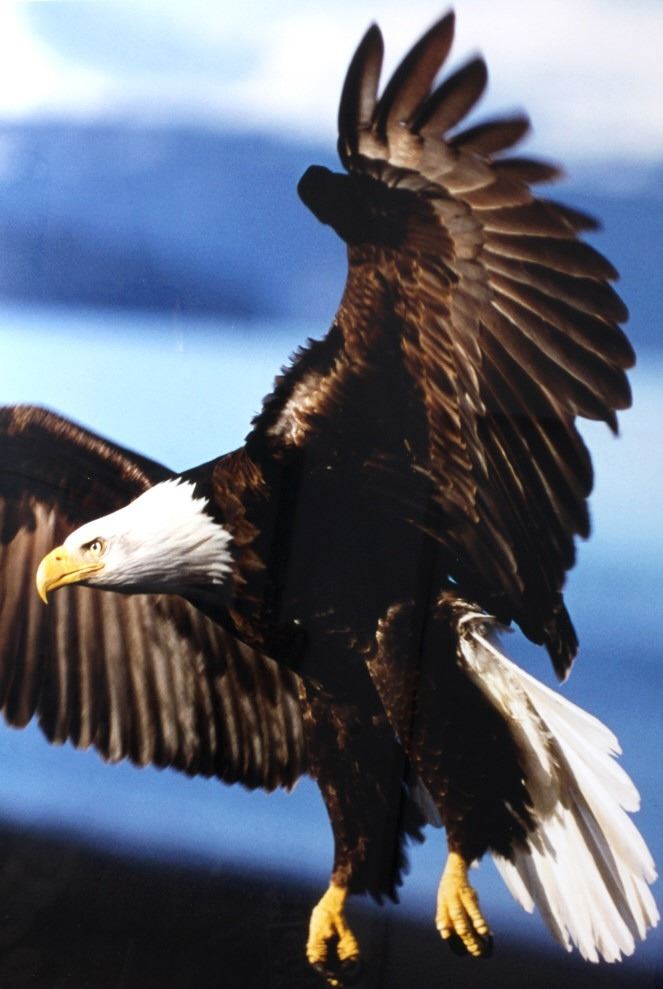 Original Thomas Mangelsen Framed Eagle Photograph