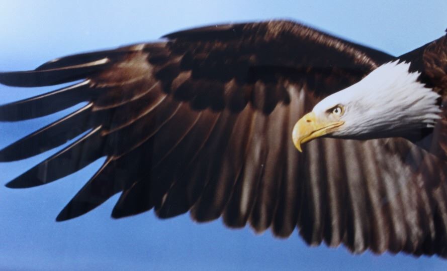 Original Thomas Mangelsen Framed Eagle Photograph