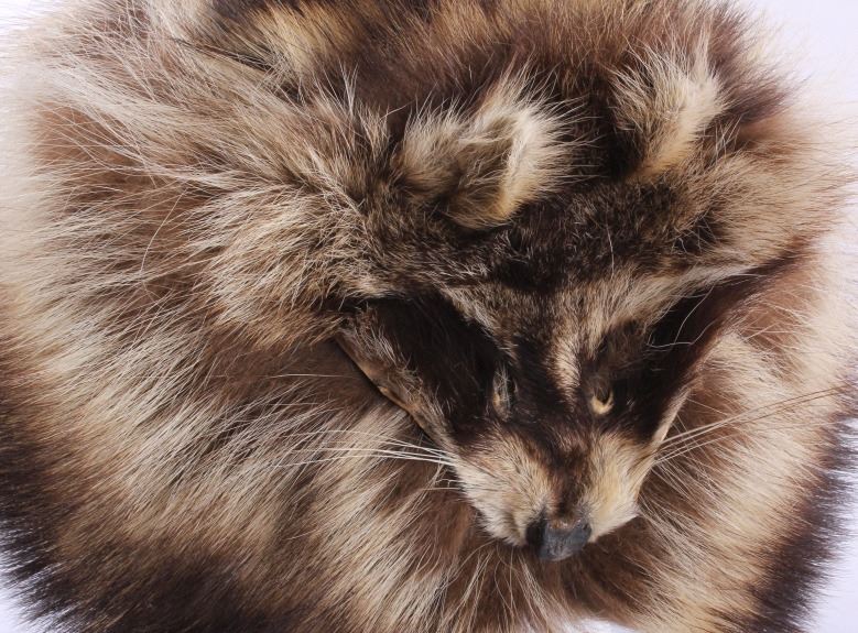 USA Foxx & Furs Raccoon Fur Hat