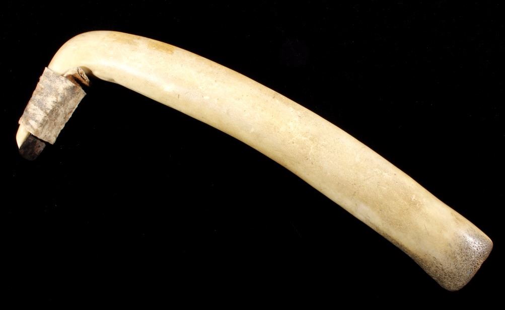 Montana Pre-Contact Indian Elk Horn Hide Scraper