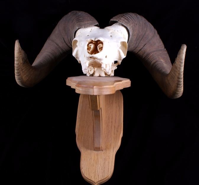 Rocky Mountain Ram European Mount on Plaque