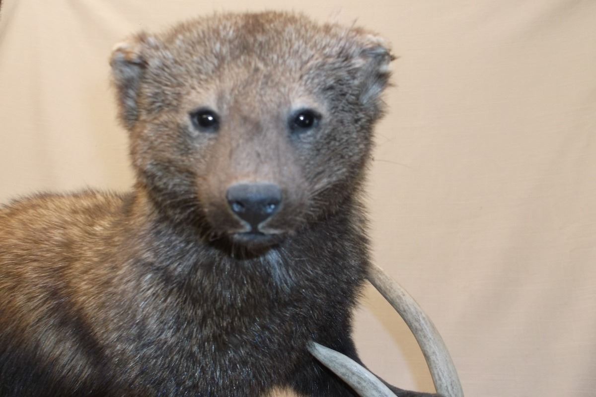 Full Mount Fisher- Deer Antlers- Base 28"- 22"H