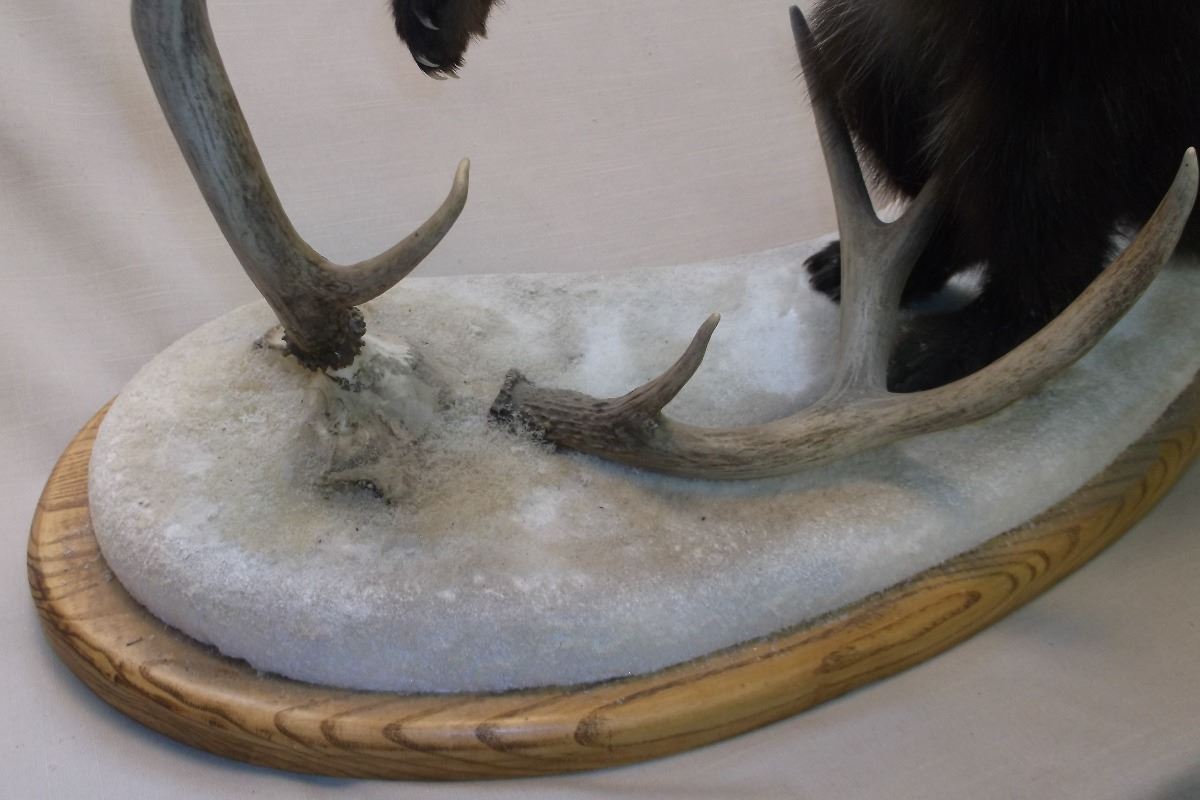 Full Mount Fisher- Deer Antlers- Base 28"- 22"H