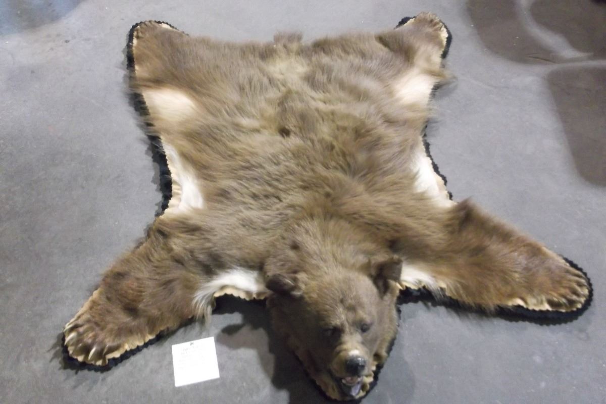 Double Matted Black Bear Rug- Chocolate Color- Nose to Tail 49"- Across ...