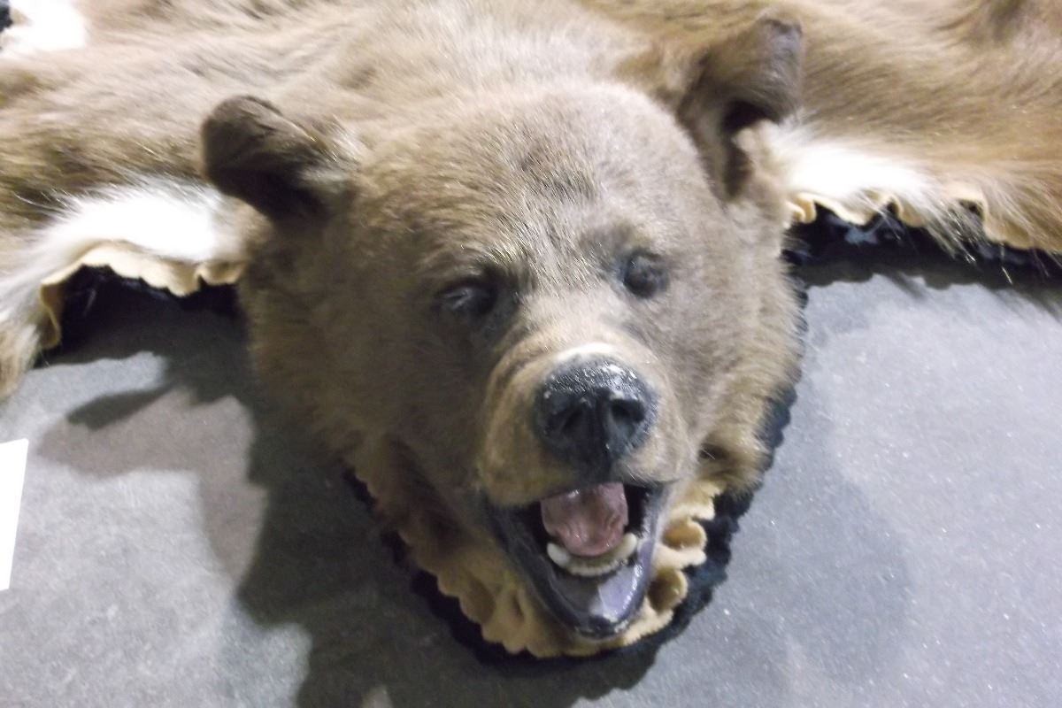 Double Matted Black Bear Rug- Chocolate Color- Nose to Tail 49"- Across ...